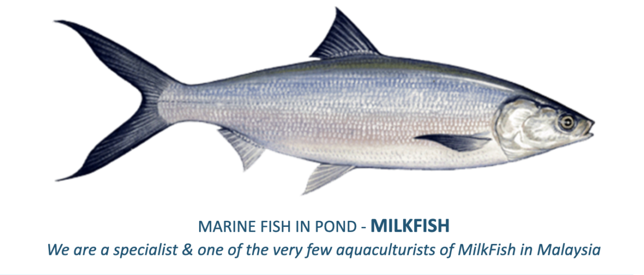 Milk Fish | Hoi Huat