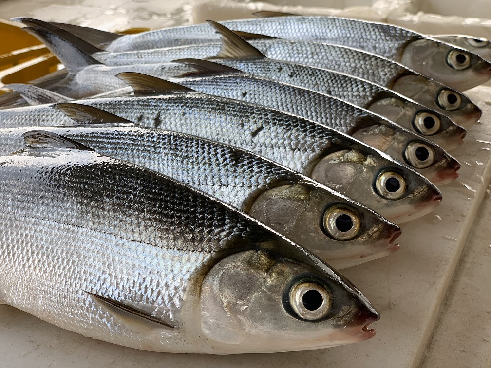 Hoi Huat | Fresh from the farm